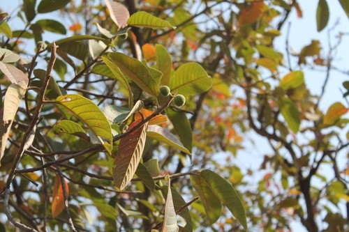 Ficus velutina - PictureThis
