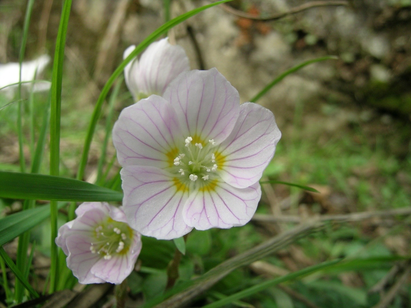 Oxalis griffithii - PictureThis