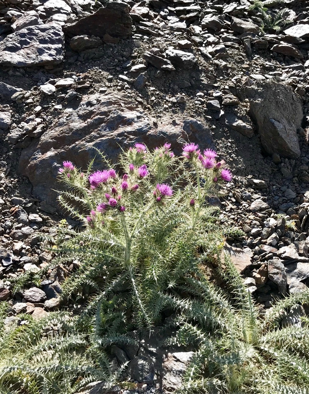 Carduus carlinoides - PictureThis
