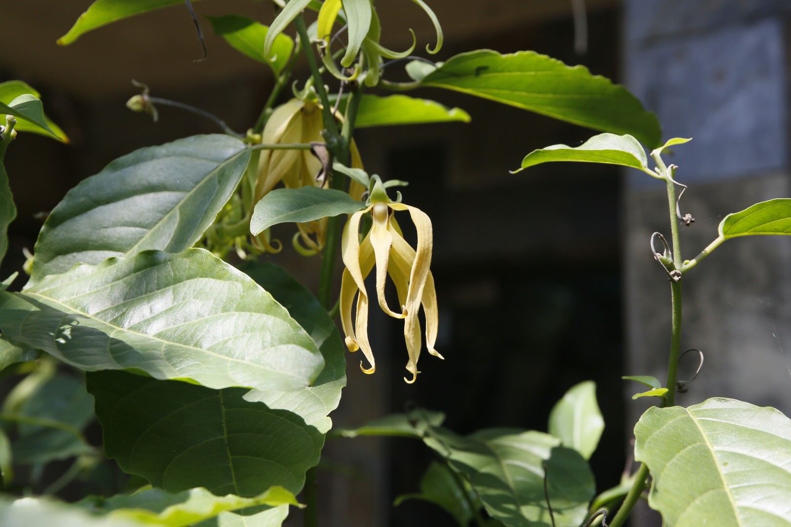Ylang ylang (Cananga odorata) Flower, Leaf, Care, Uses - PictureThis