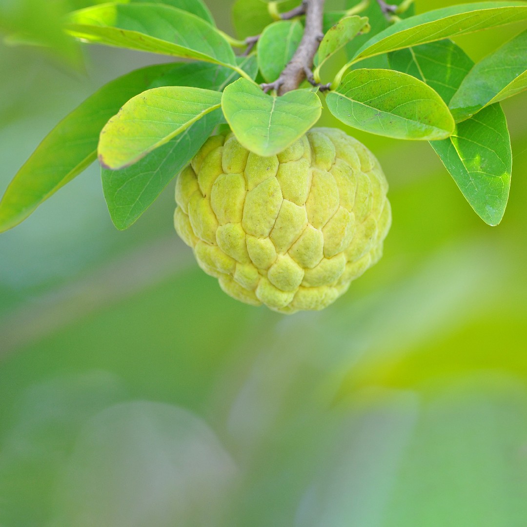 Sweetsop (Annona squamosa) Flower, Leaf, Uses - PictureThis
