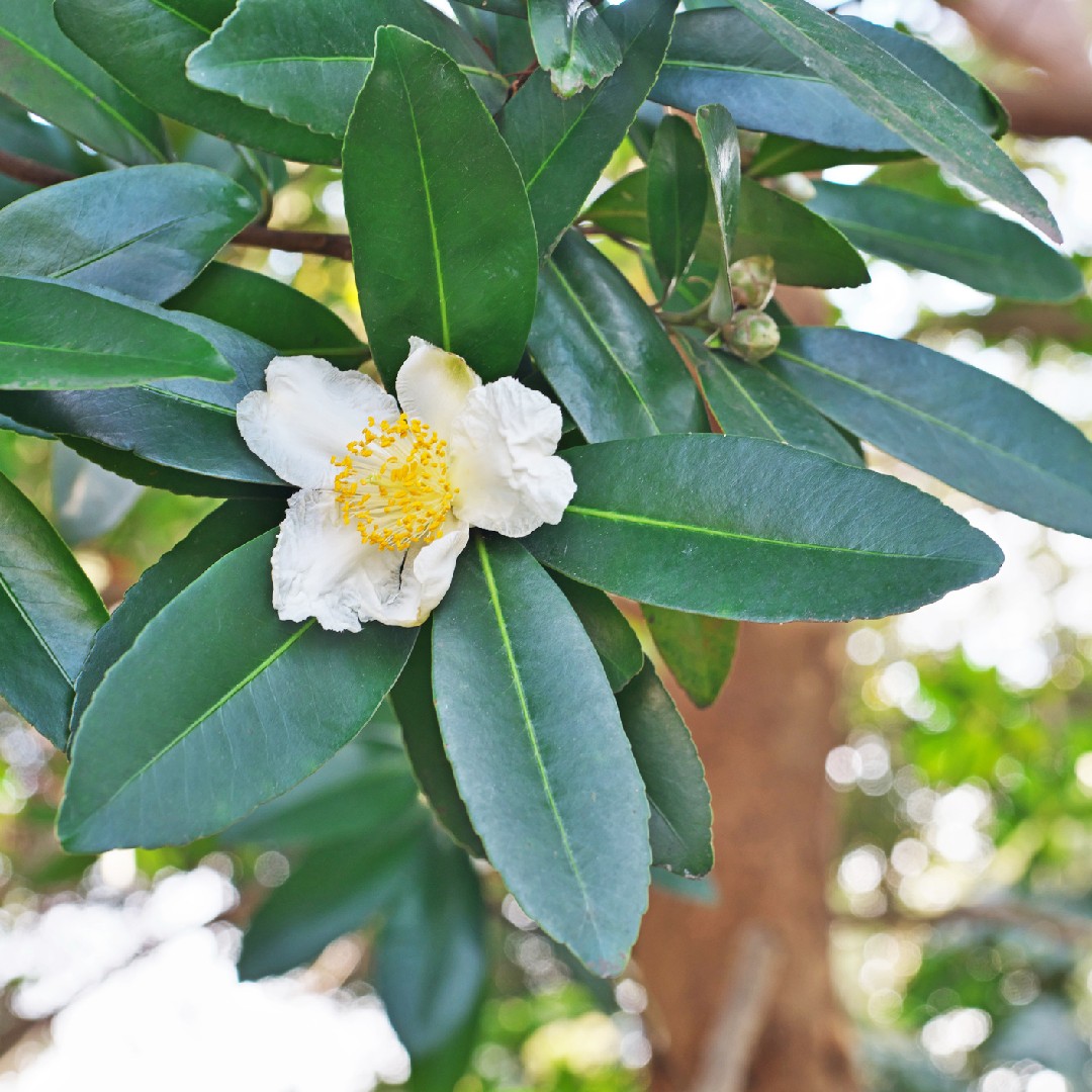 Gordonia lasianthus - PictureThis