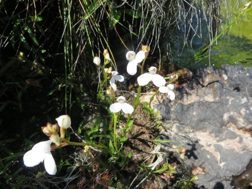 Disa caulescens - PictureThis