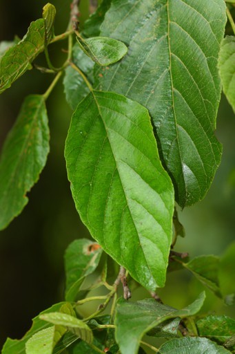Formosan alder (Alnus formosana) Flower, Leaf, Uses - PictureThis