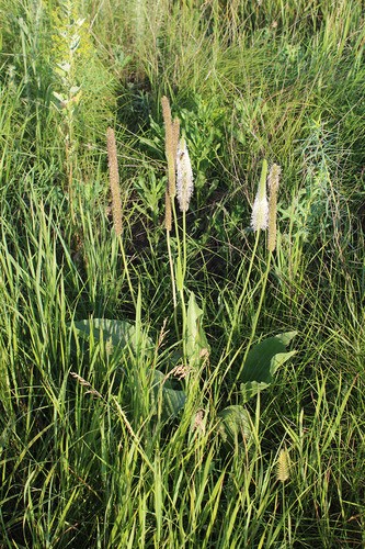 Plantago maxima - PictureThis