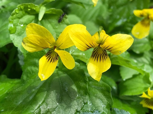 Stream Violet (Viola glabella) Flower, Leaf, Uses - PictureThis