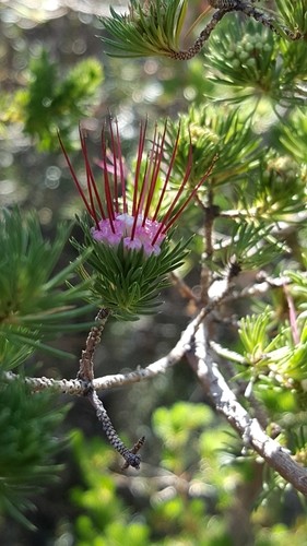 Darwinia fascicularis - PictureThis