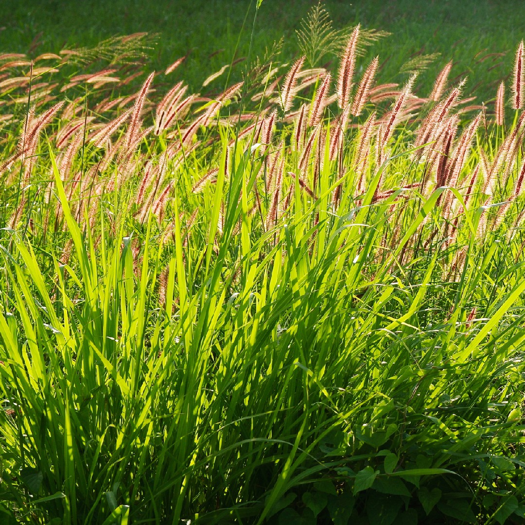 Cenchrus setaceus (Cenchrus setaceus) - PictureThis