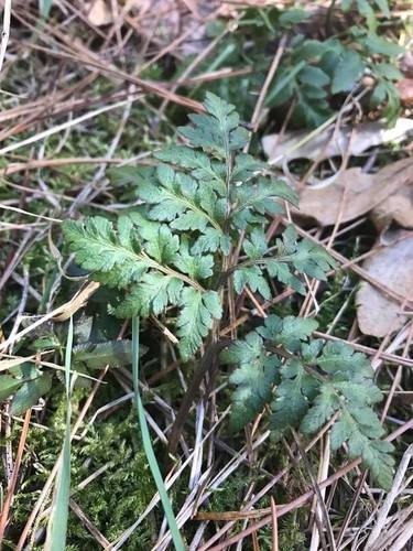 Sceptridium rugulosum - PictureThis