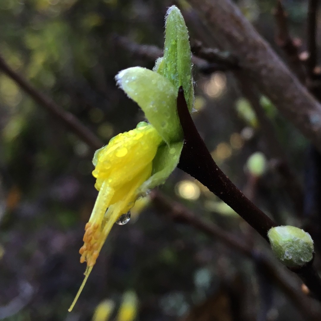 Dirca occidentalis - PictureThis