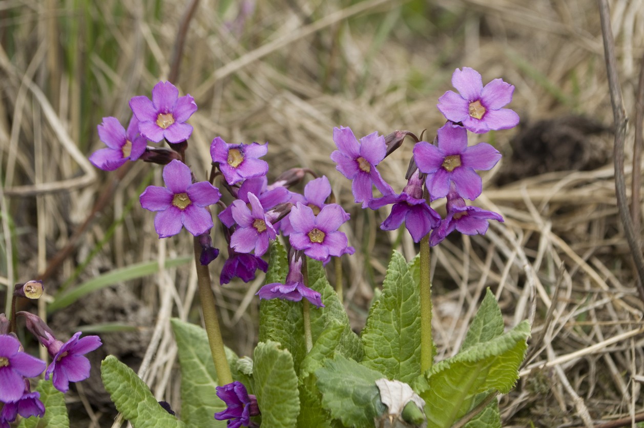 Primula calderiana - PictureThis