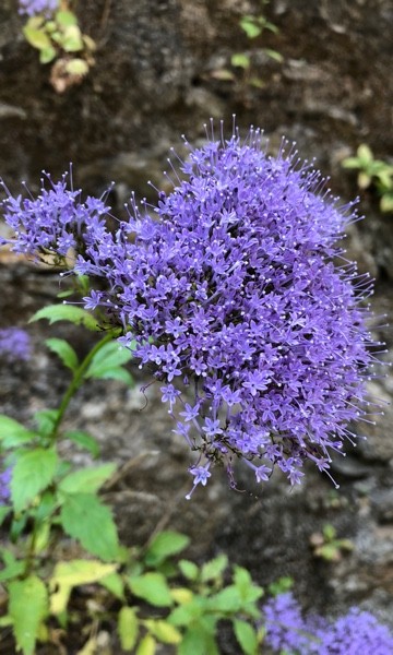 트라켈리움 카에룰레움 (Trachelium caeruleum) - PictureThis