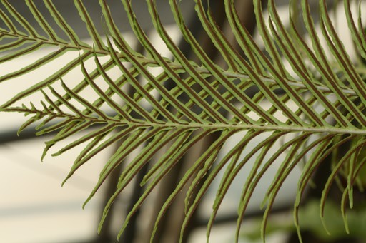 Дербянка горбатая (Oceaniopteris gibba) - PictureThis