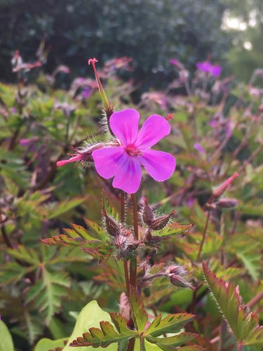 Geranium yeoi - PictureThis