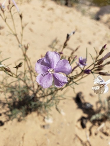 Ipomopsis (Ipomopsis) - PictureThis