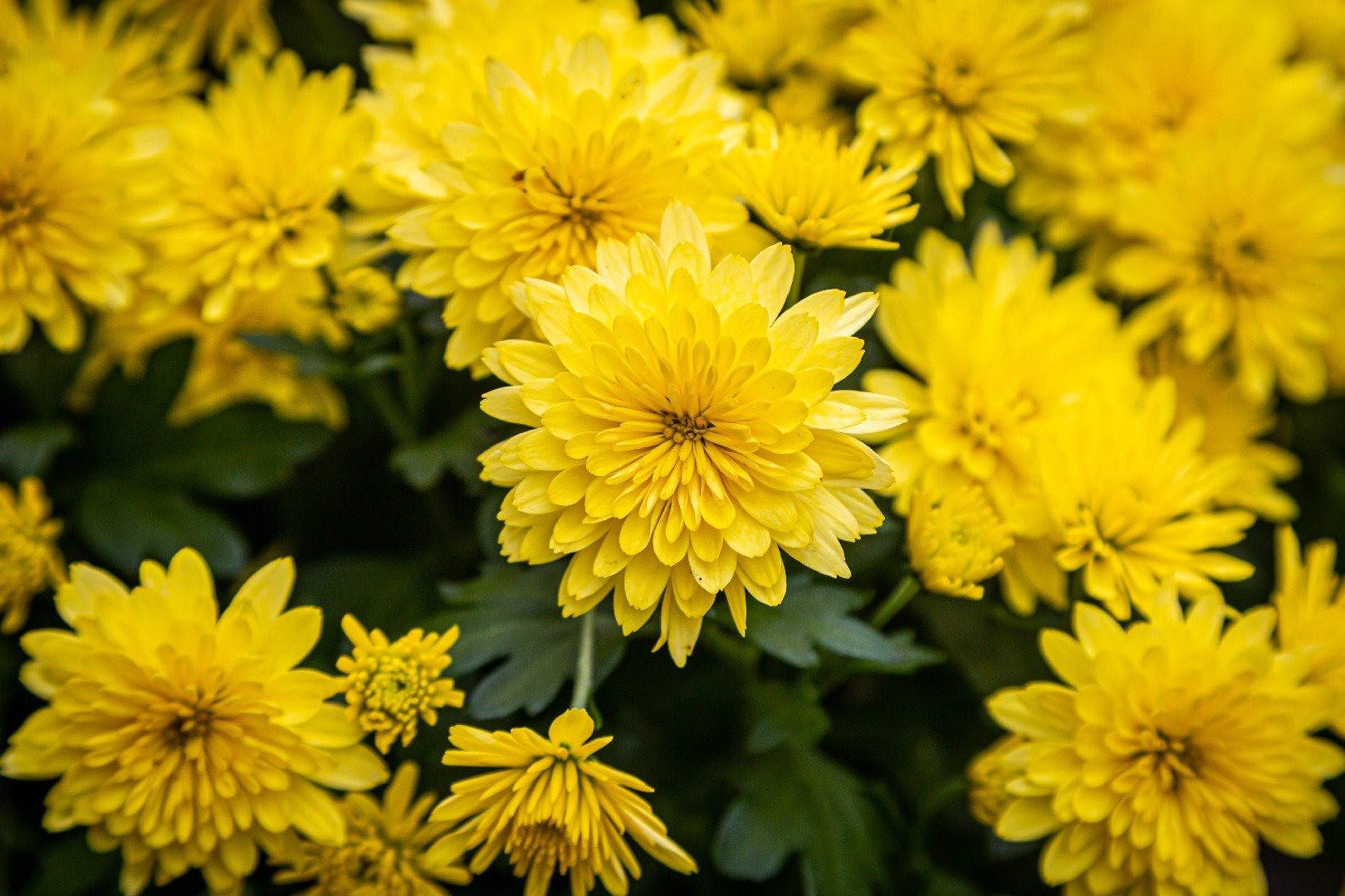 Chrysanthemum 'Yellow' - PictureThis