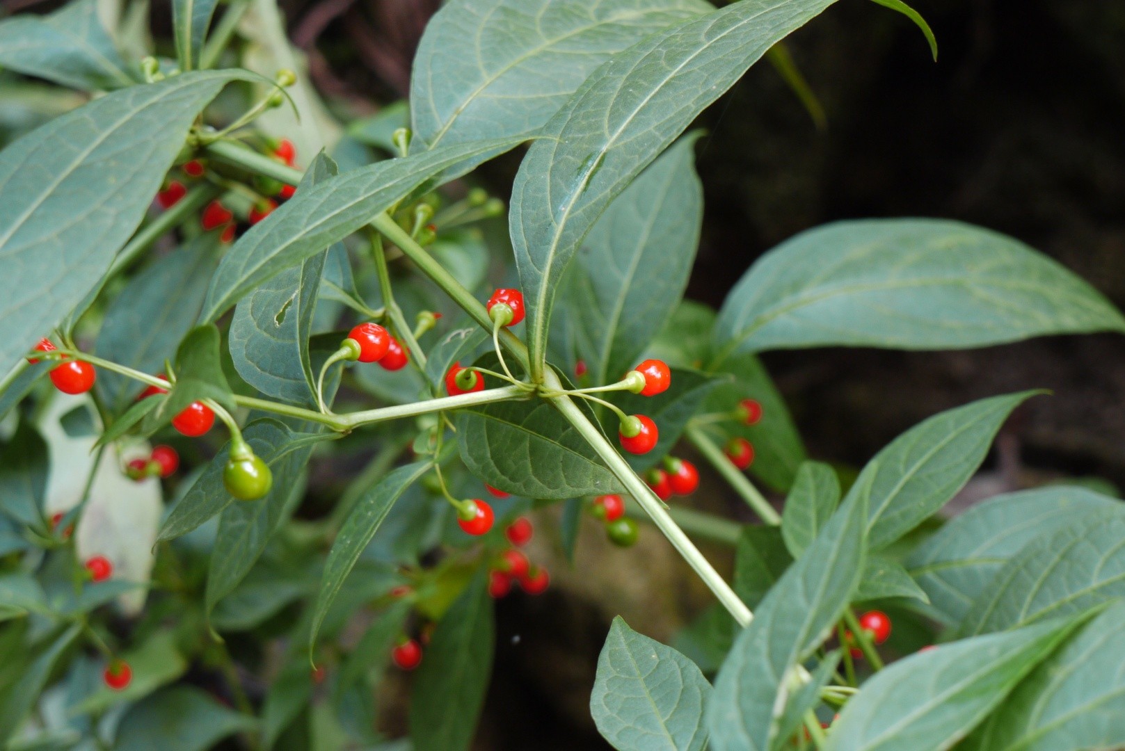 Tubocapsicum anomalum Flower, Leaf, Uses - PictureThis