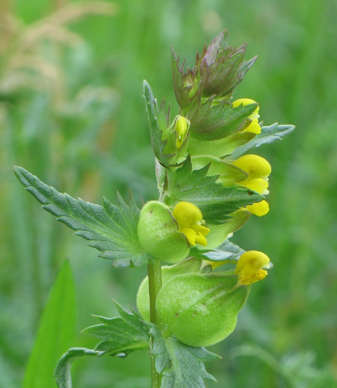 Rhinanthus minor - PictureThis