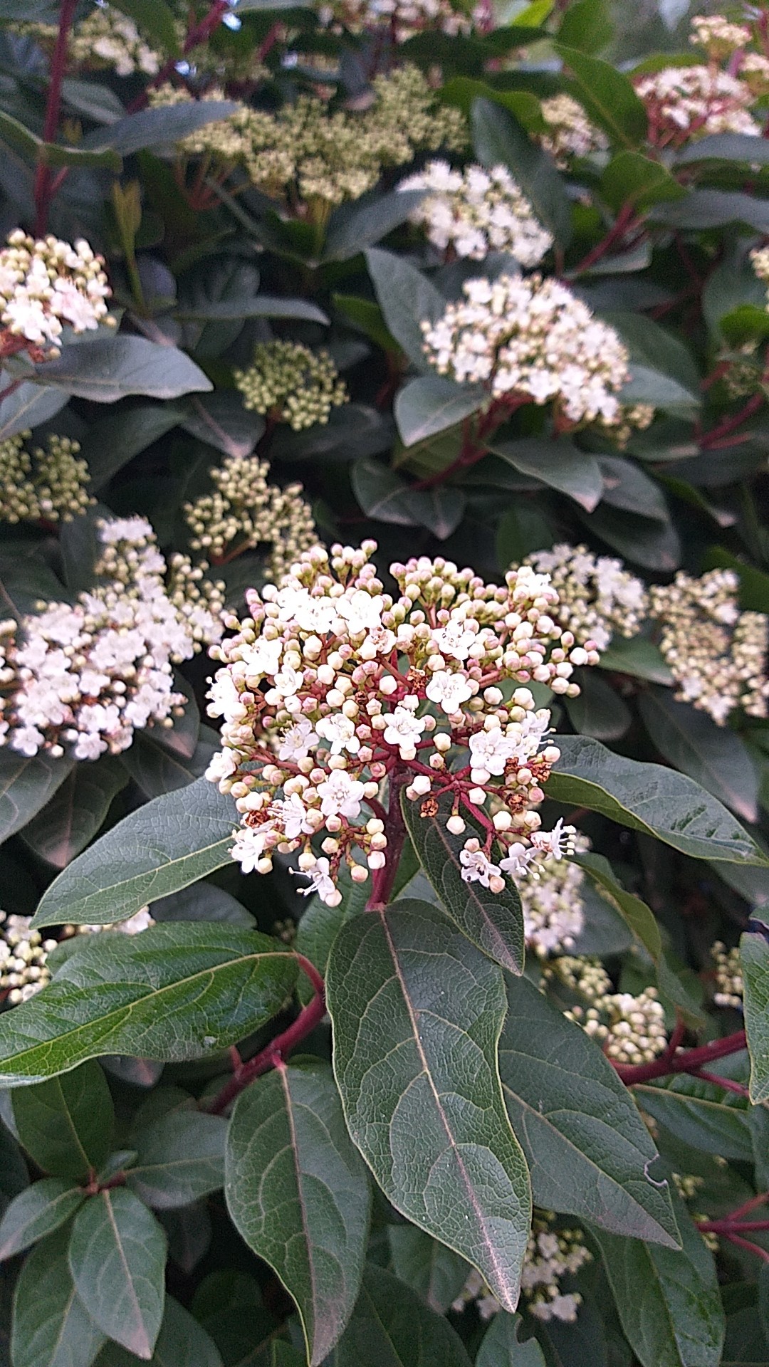 Viburnum tinus 'French White' - PictureThis