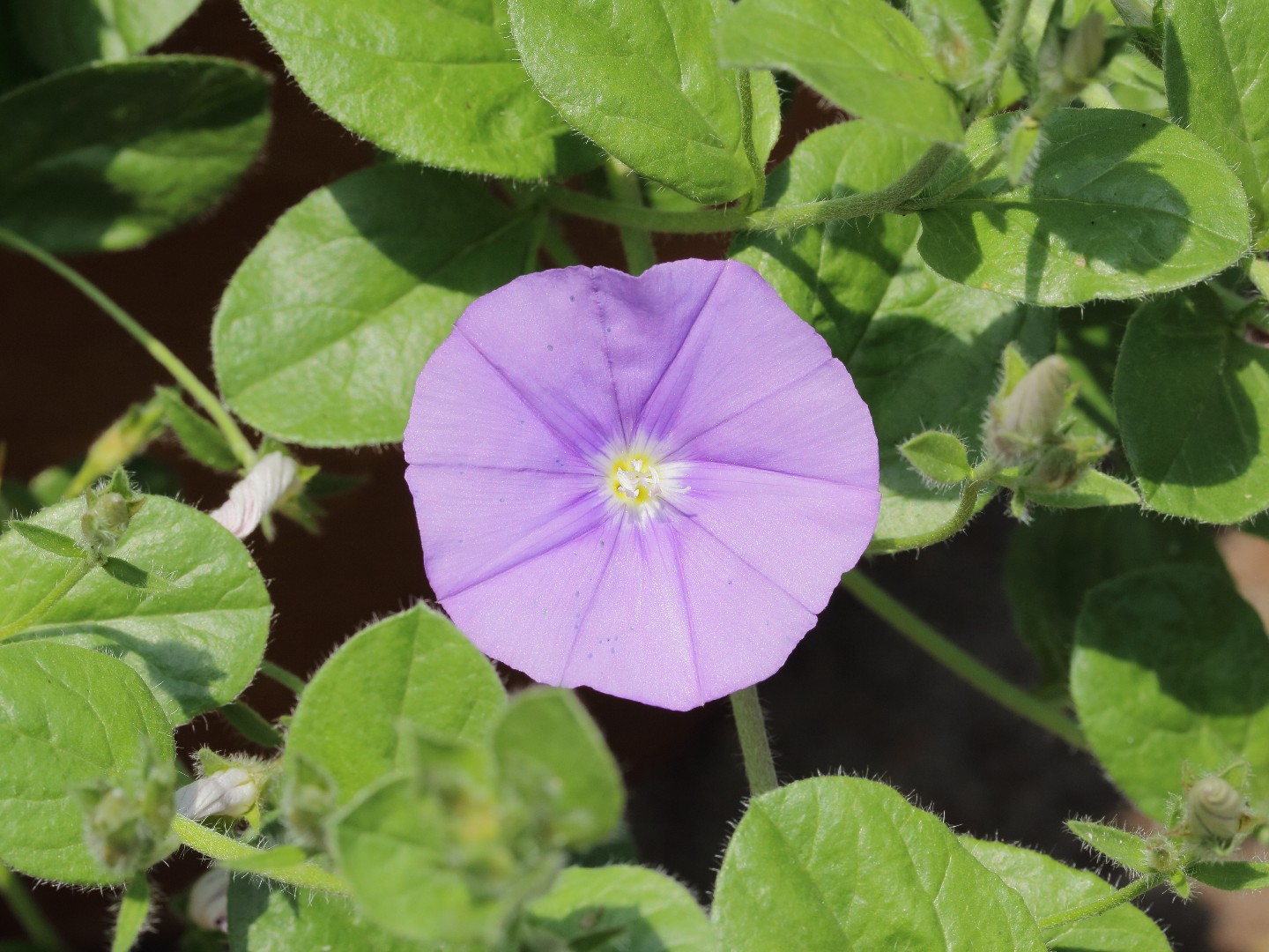 Convolvulus sabatius - PictureThis