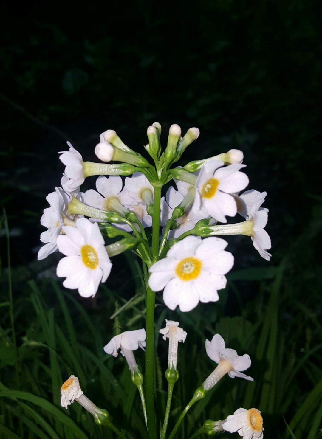 Primula - PictureThis