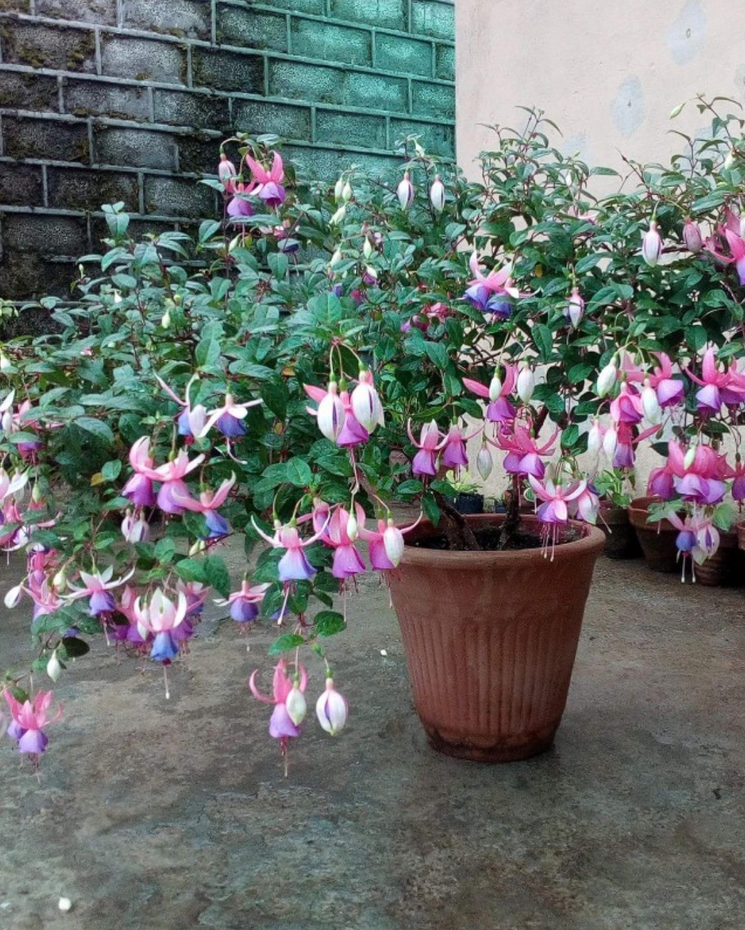 Fuchsias (Fuchsia) Flower, Leaf, Care, Uses - PictureThis