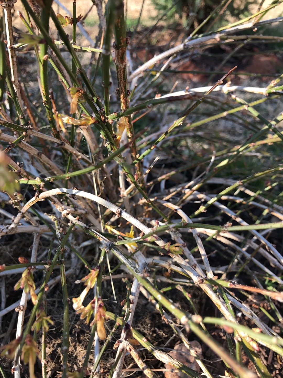 Longleaf ephedra (Ephedra trifurca) Flower, Leaf, Uses - PictureThis