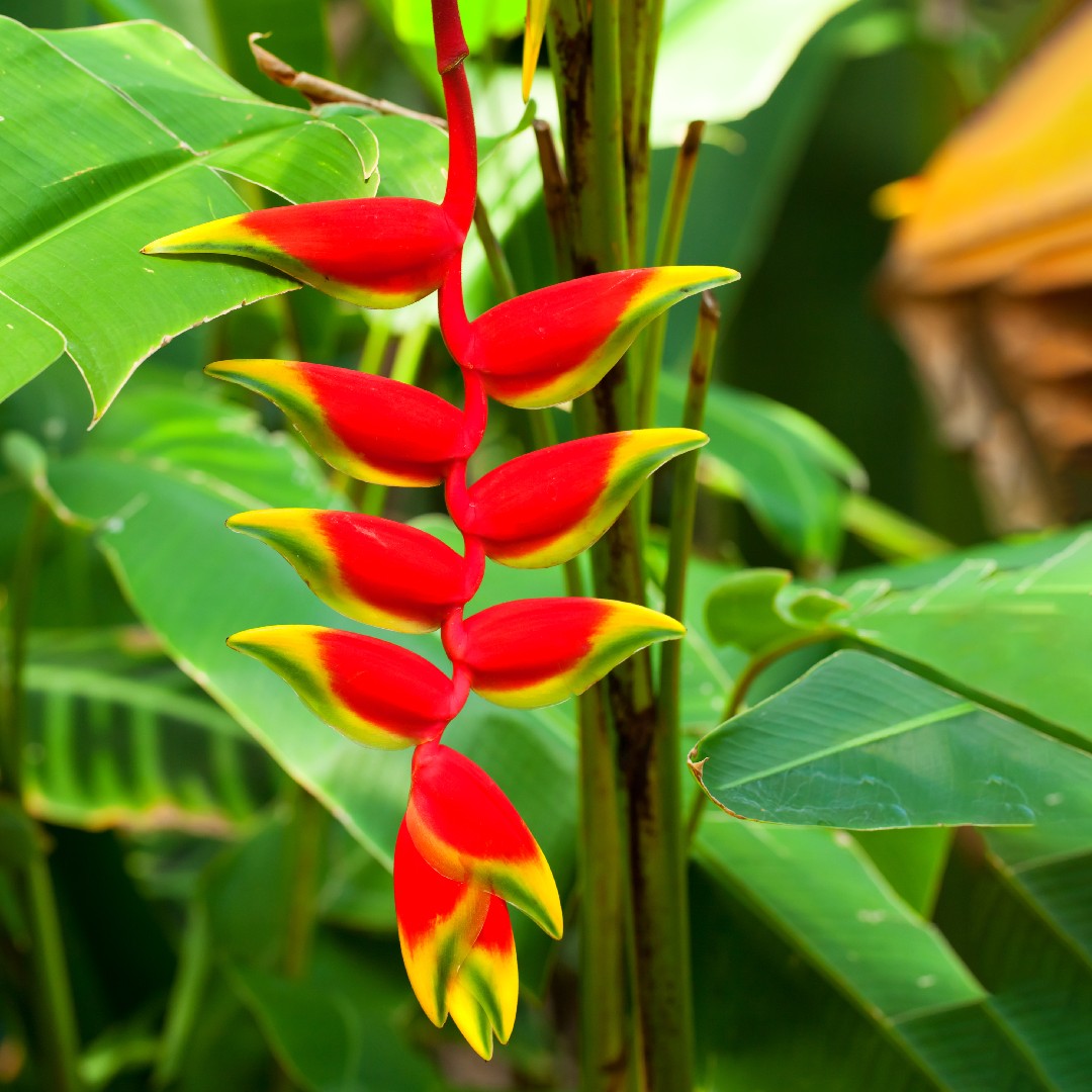 Heliconia rostrata - PictureThis