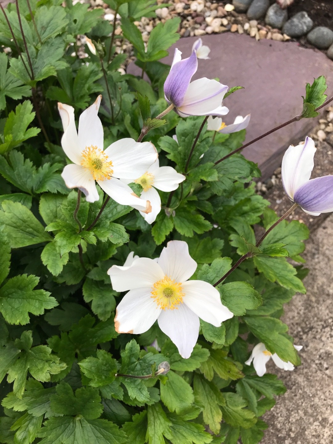 Anemone 'Wild Swan' - PictureThis