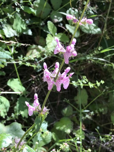 Stachys - PictureThis