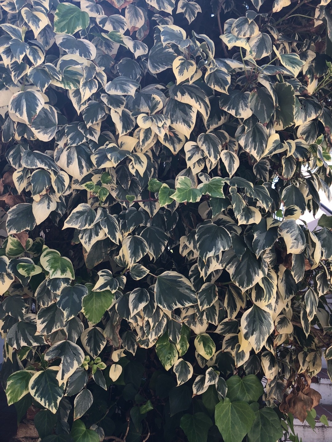 Hedera colchica 'Dentata Variegata' - PictureThis