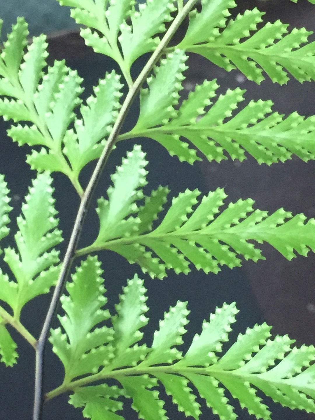 Davallia denticulata - PictureThis