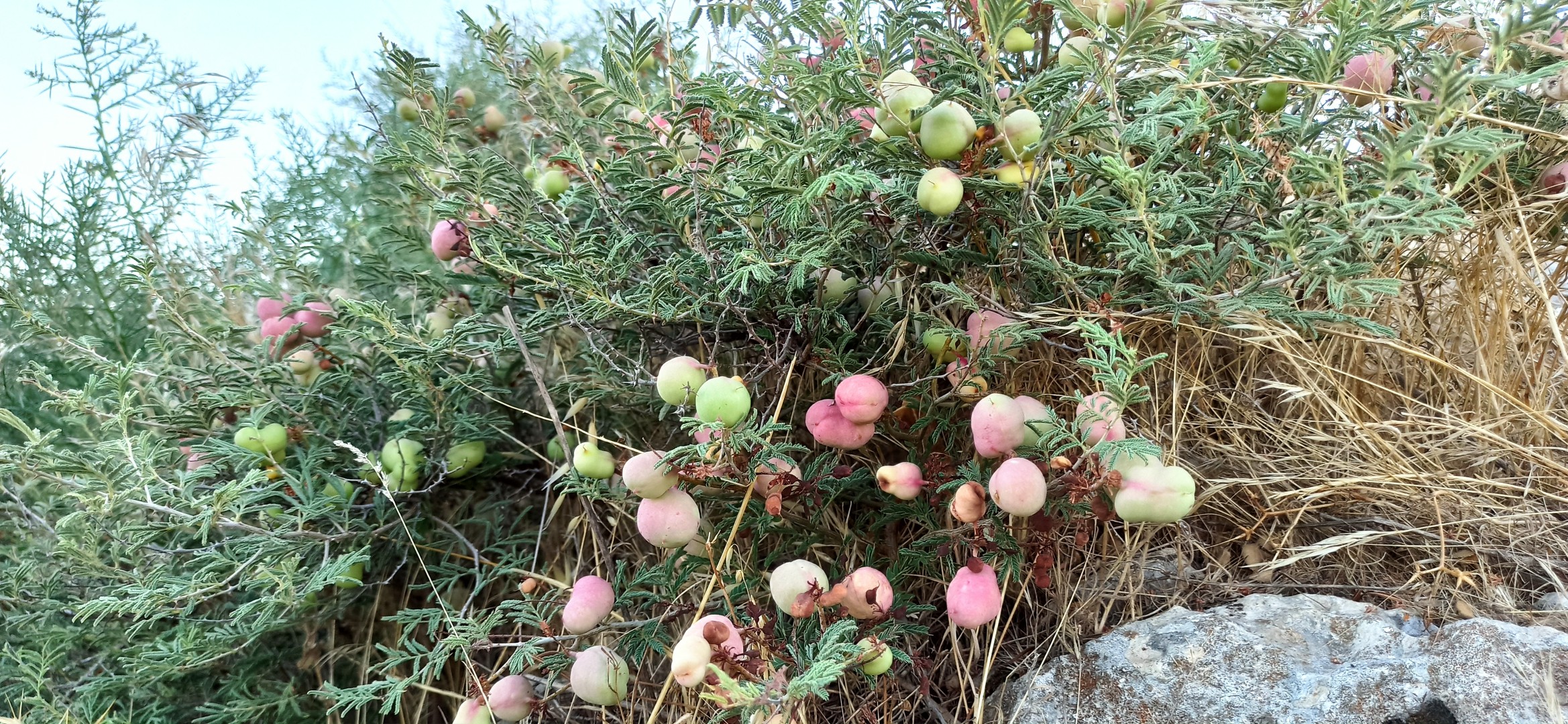 Prosopis - PictureThis