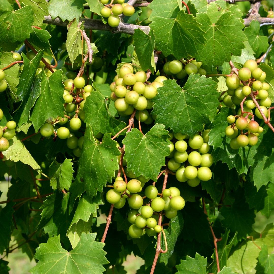 ¿El muscadinia necesita pleno sol? - PictureThis