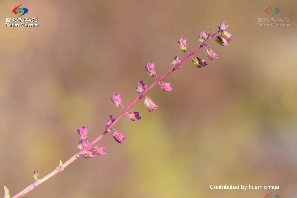 Mosla scabra Flower, Leaf, Uses - PictureThis