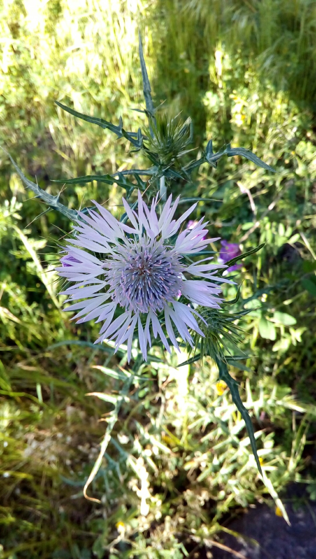 Chardon laiteux (Galactites tomentosa) - PictureThis