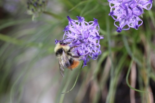 Phyteuma hemisphaericum (Phyteuma hemisphaericum) - PictureThis