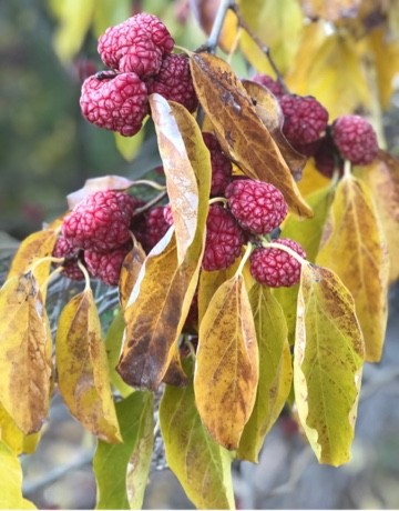 Cudrania tricuspidata - PictureThis