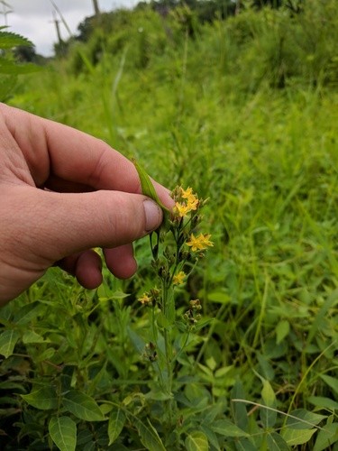 Hypericum majus - PictureThis