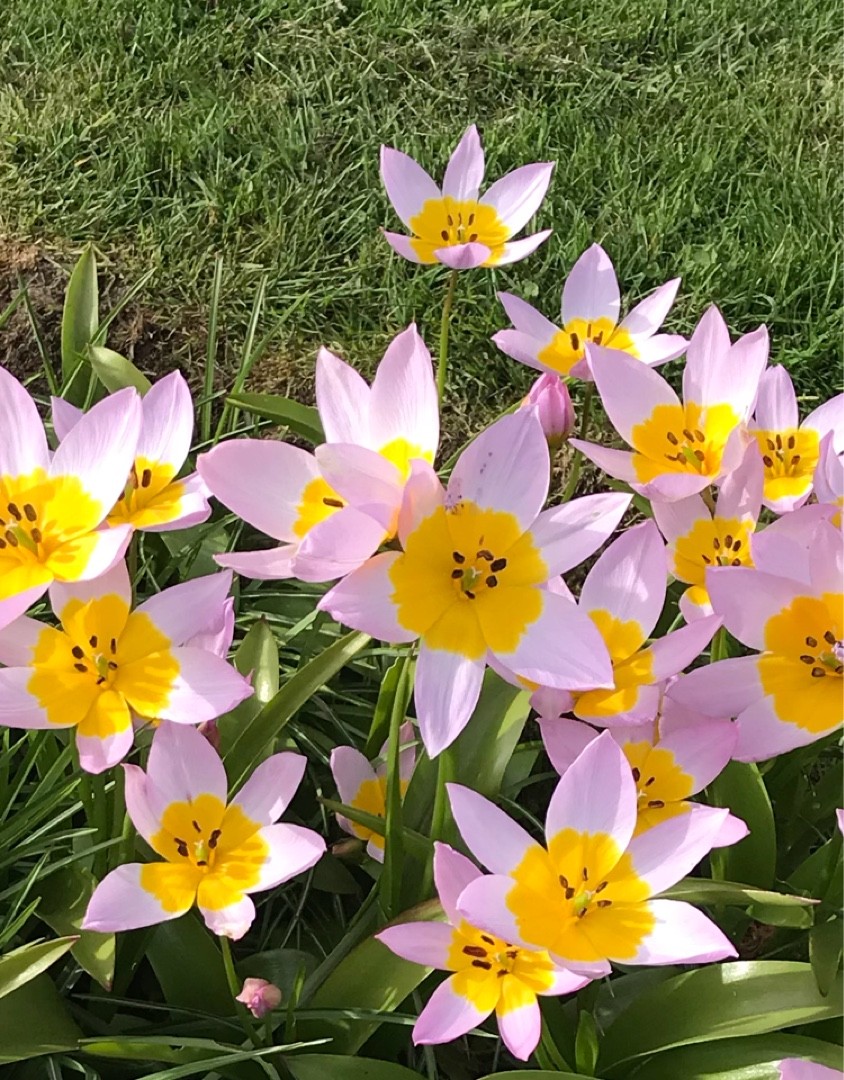 Tulipa humilis - PictureThis