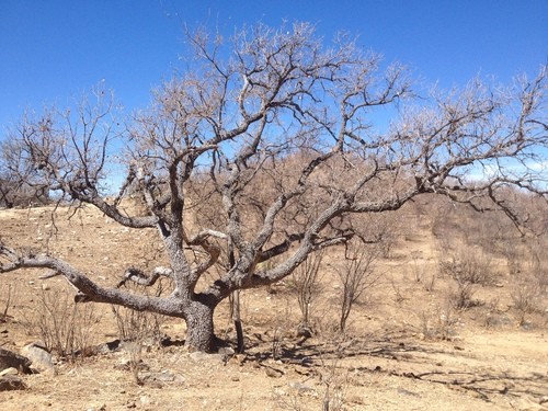 Encino blanco (Quercus arizonica) - PictureThis