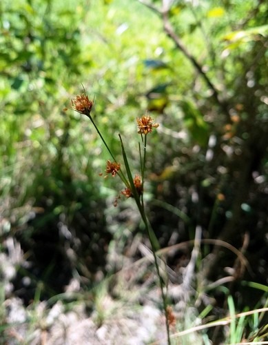 Rhynchospora - PictureThis