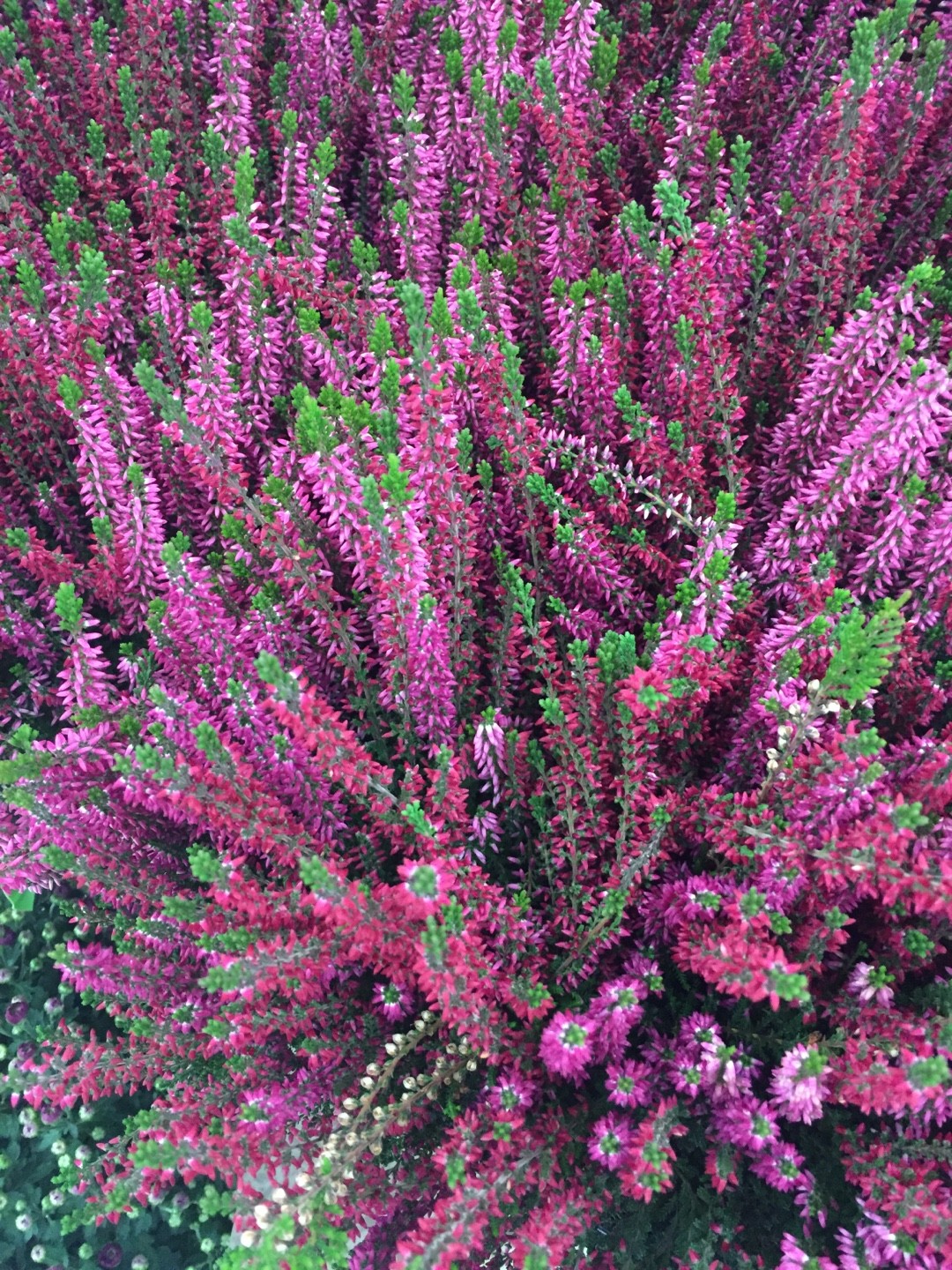 Calluna vulgaris 'Dark Star' - PictureThis