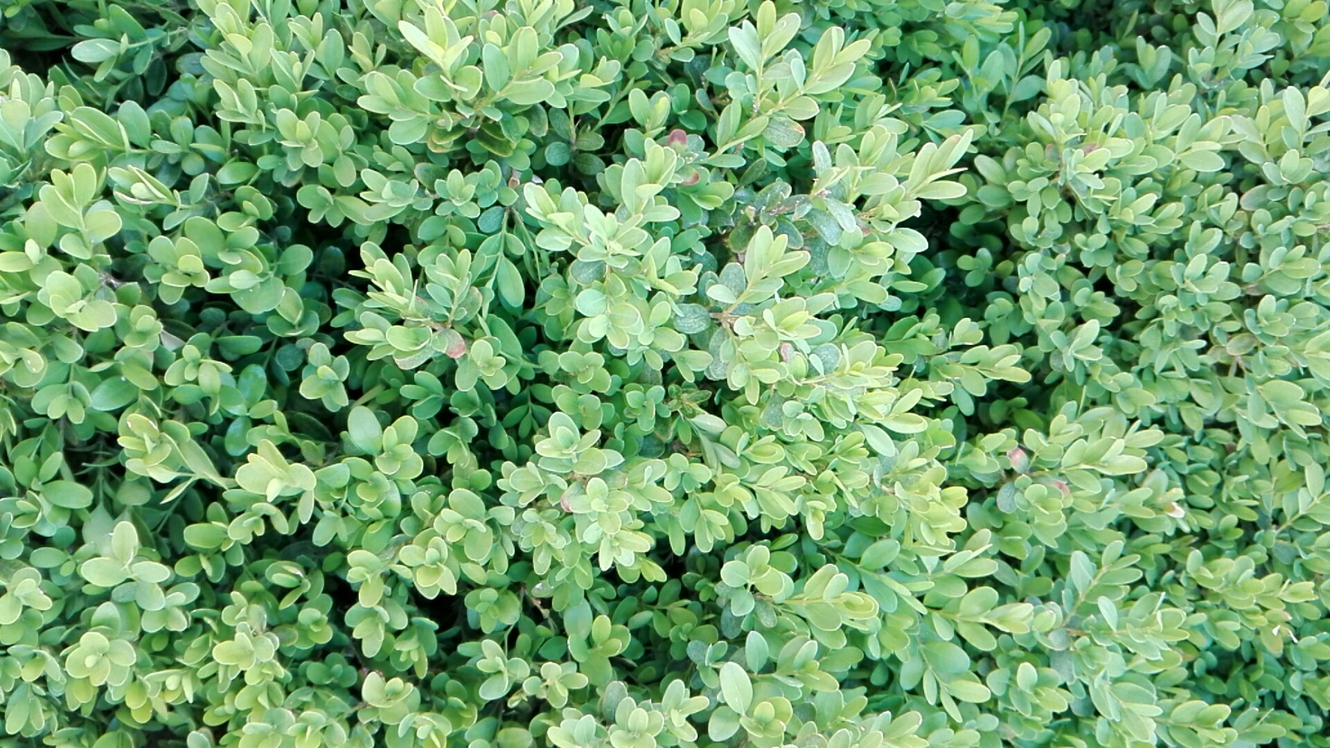 Buxus sempervirens 'Suffruticosa' - PictureThis