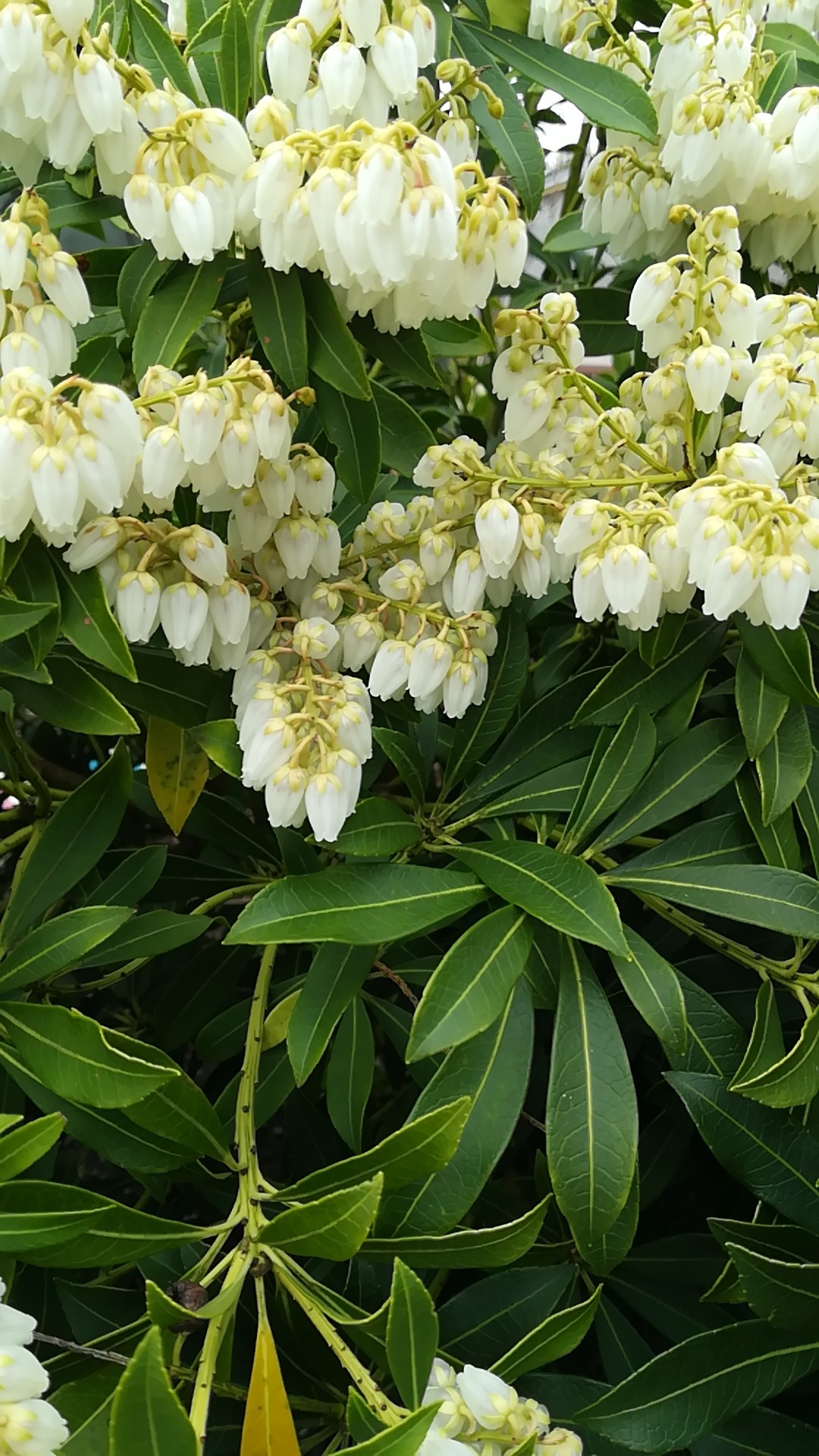 마취목속 (Pieris) - PictureThis