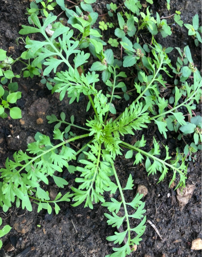 Lepidium didymum - PictureThis