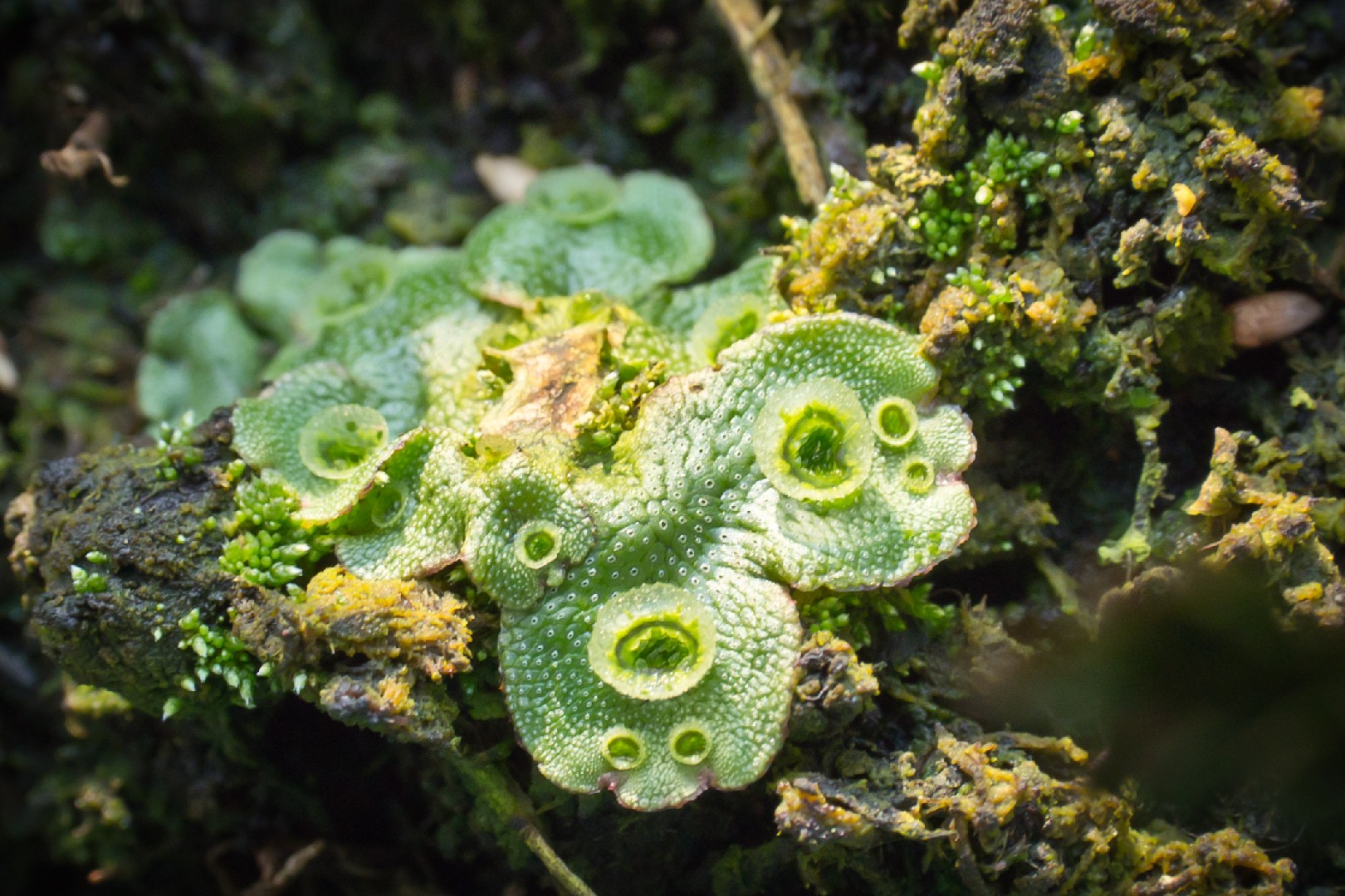 Marchantia polymorpha - PictureThis