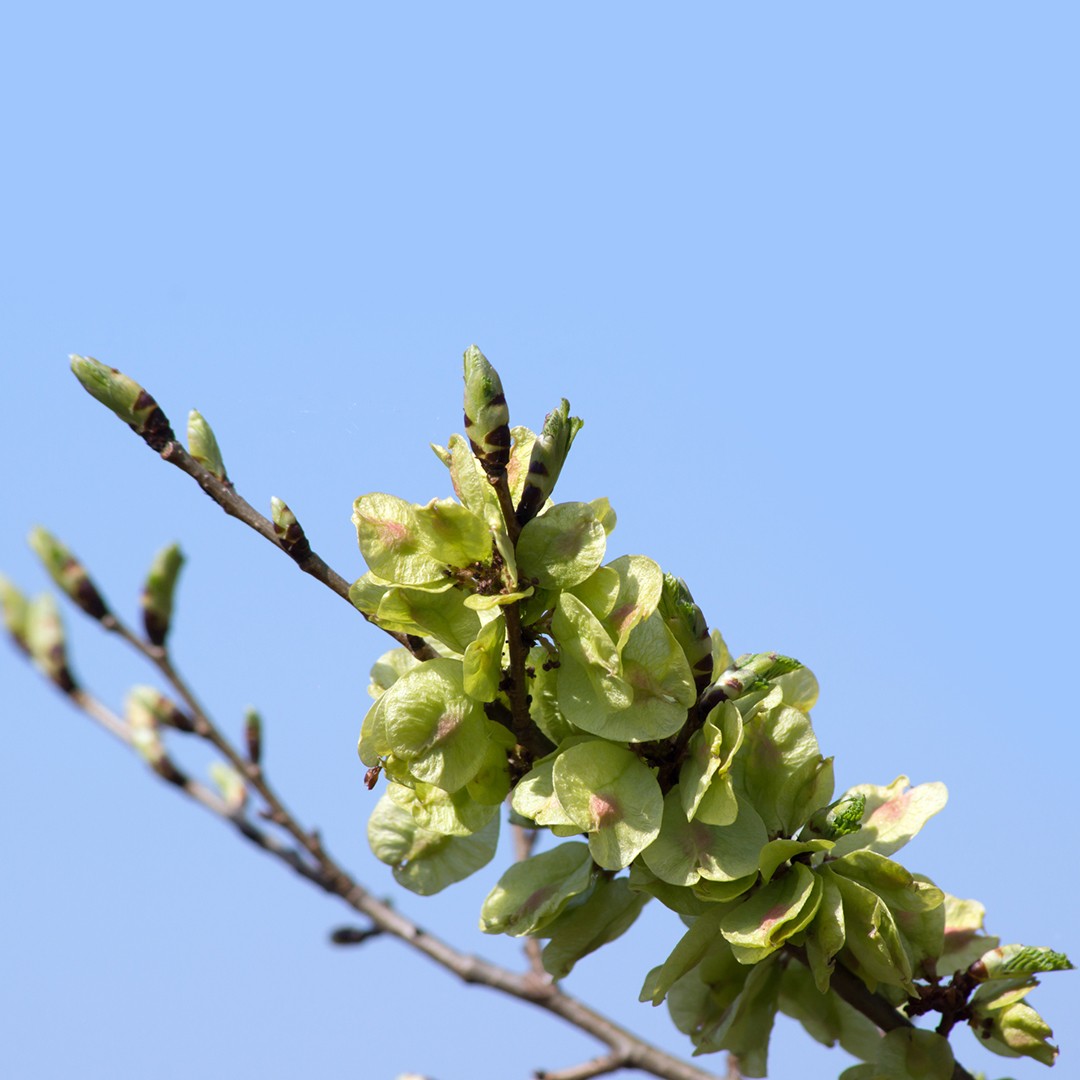 Rot-Ulme (Ulmus rubra) - PictureThis