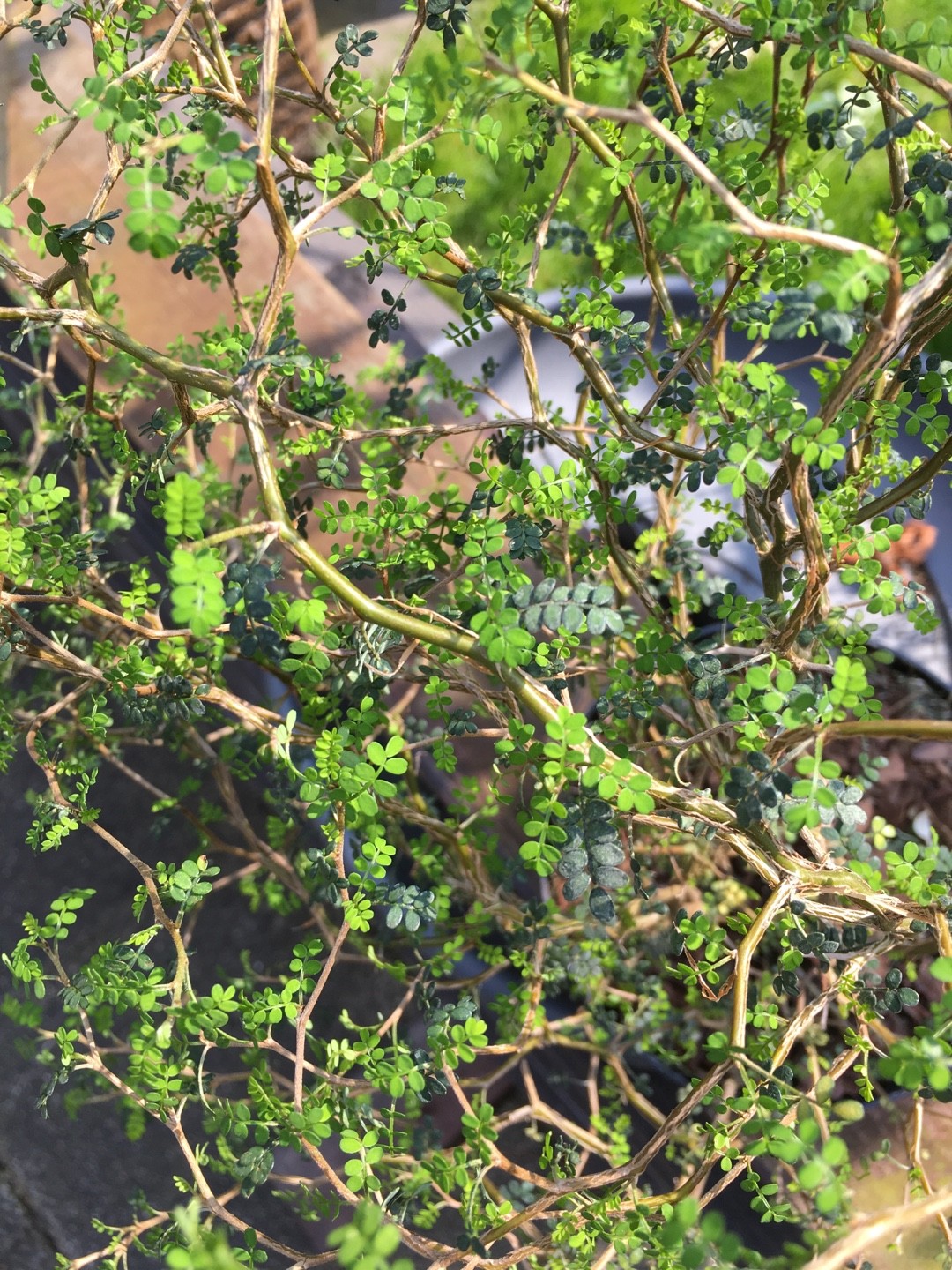 Sophora prostrata Flower, Leaf, Uses - PictureThis