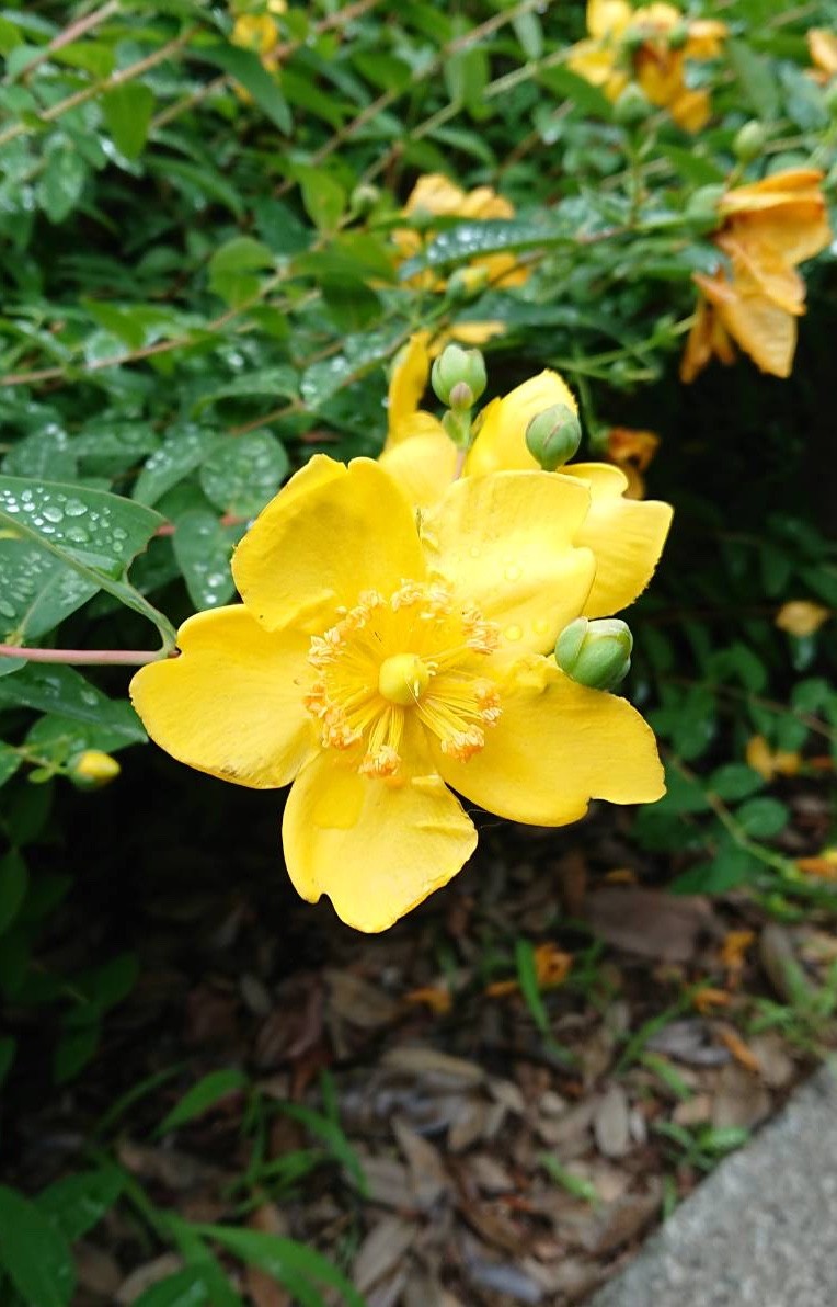 Hypericum forrestii (Hypericum forrestii) - PictureThis